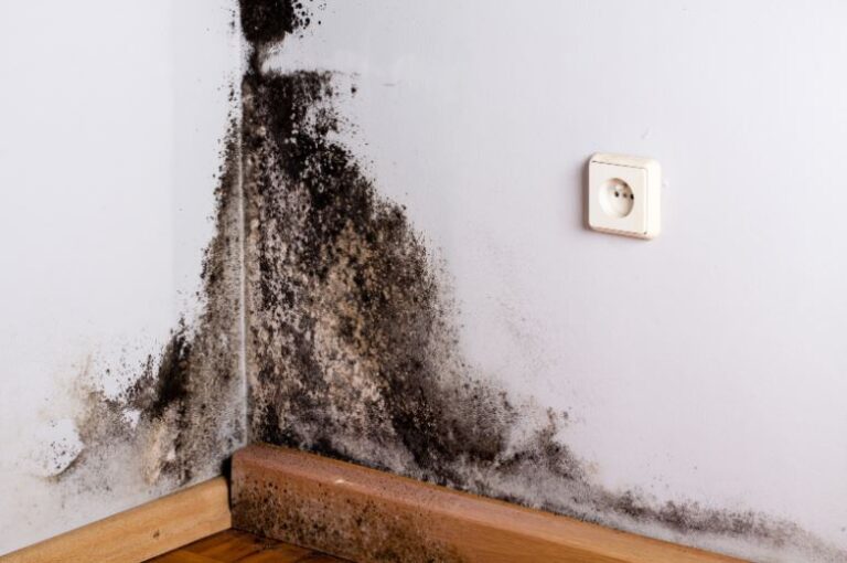 Mold Inspections Long Beach: Professional Mold Inspection Process ...