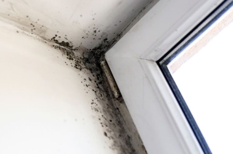 The Role of Humidity Control in Preventing Mold in LA - Golden State ...