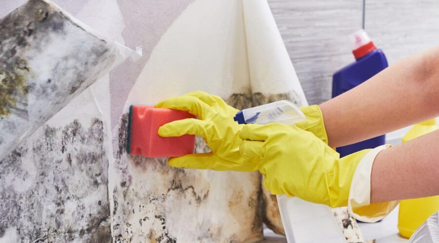 What Is Involved in Mold Inspections? | Mold Detection and Testing ...