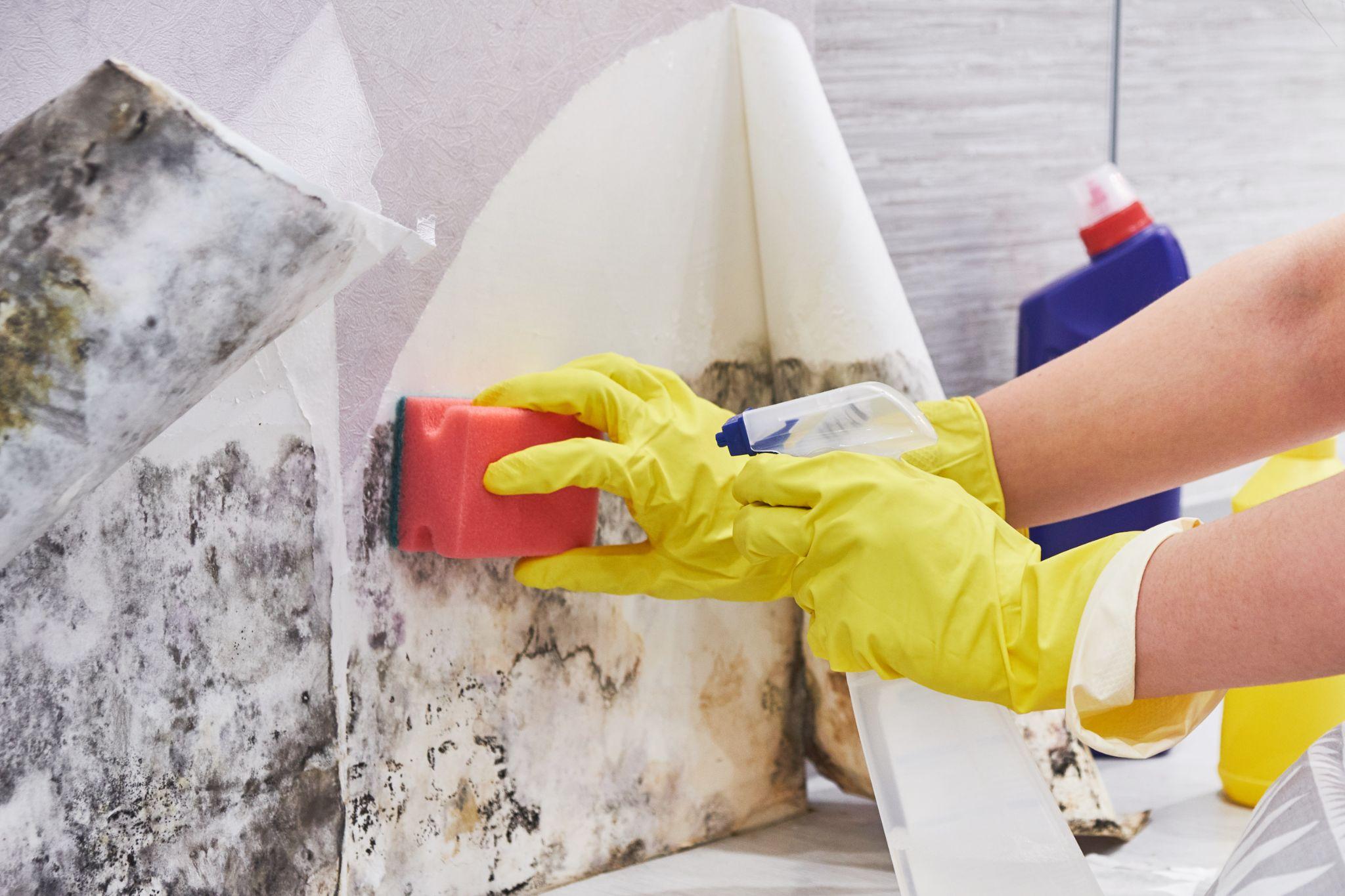 What Is Involved in Mold Inspections? | Mold Detection and Testing ...